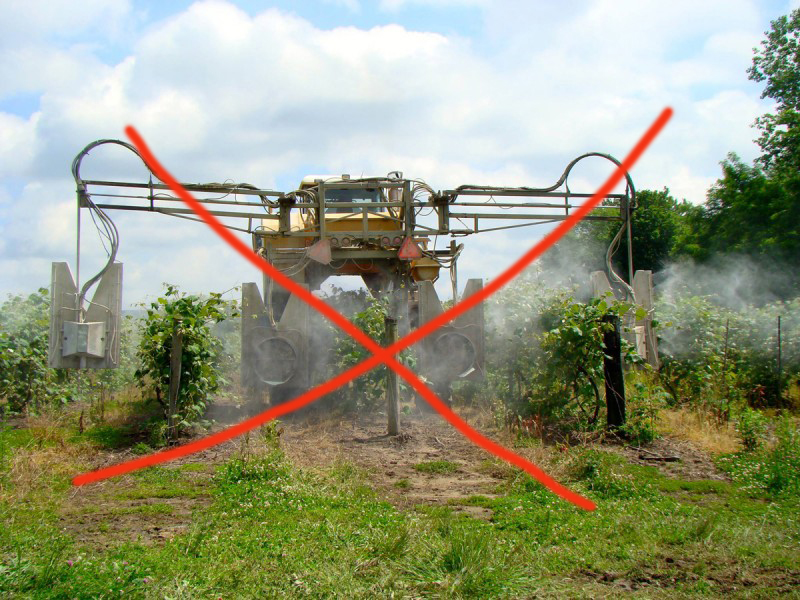 Organic and sustainable - Plavinci Organic Winery - Belgrade